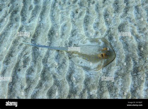 Close Up View Of The Red Sea Stingray Near Marsa Alam Beach Egypt