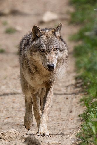 Timberwolf Wolf Love Wolf Photos Wolf Walking