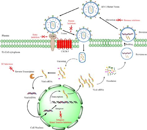 Figure 2 From Hiv 1 Reverse Transcriptase Integrase Dual Inhibitors A Review Of Recent Advances