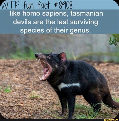 Ante Fun Fact 8708 Like Homo Sapiens Tasmanian Devils Are The Last Surviving Species Of Their