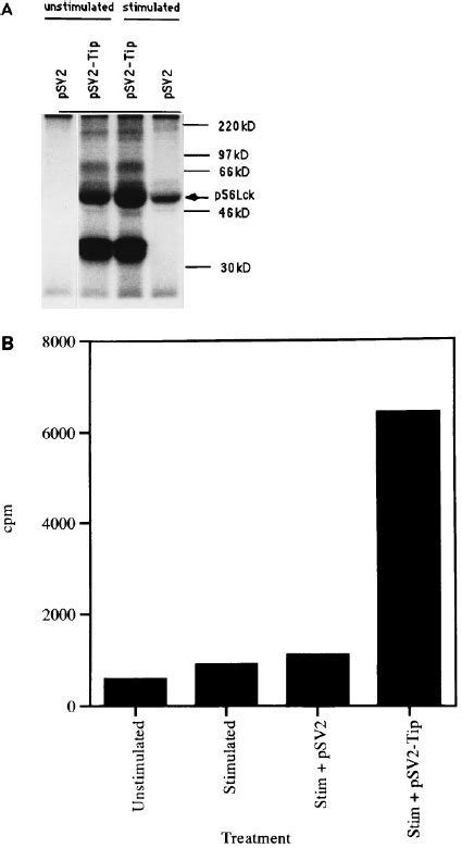 Tip 484 Induces Protein Kinase Activity Of P56 Lck And The Phosphory
