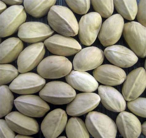 Closed Shell Dry Pistachio At ₹ 880kg Organic Pistachio In Ahmedabad