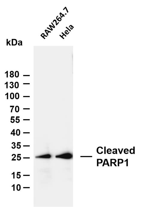 Cleaved Parp1 Rabbit Monoclonal Antibody Full Moon Biosystems