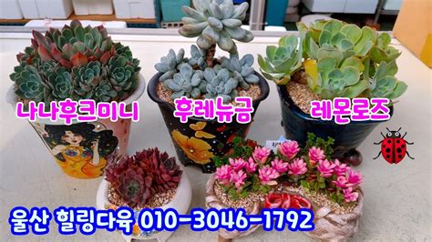 220914📍울산힐링다육 핑크법사 에스메랄다 브라질리언 루비도나 레몬로즈금 러우금 곰마리아 로제 Youtube