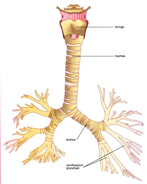 Respiratory System Human Organ Systems 17