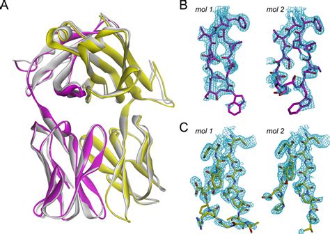 Disparate Degrees Of Hypervariable Loop Flexibility Control T Cell Receptor Cross Reactivity