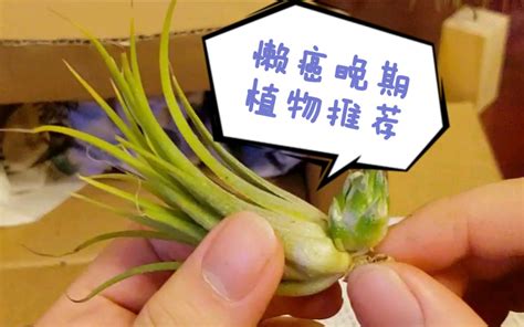 空气凤梨不需要泥土干净美观的小植物 哔哩哔哩 つロ 干杯 bilibili