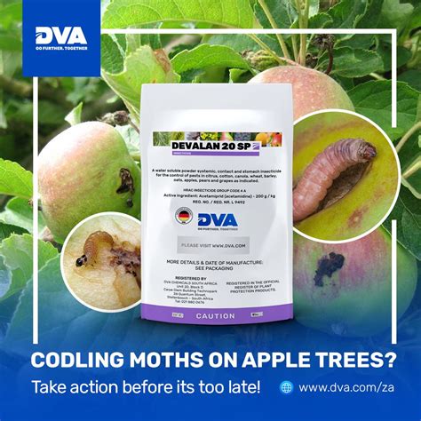 Dva South Africa On Linkedin Codling Moth Larvae Can Cause Significant