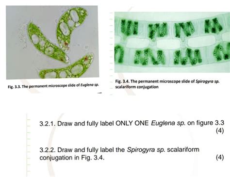Solved Fig 3 3 The Permanent Microscope Slide Of Euglena