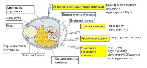 Тема 2 Курячі ембріони та їх використання у вірусології