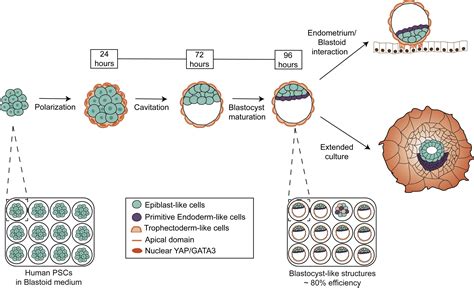 Human Blastoids Cell Stem Cell