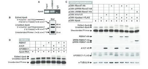 Rbm47 Mediates C To U Rna Editing A Apob Rna Detected By Rt Pcr After Download Scientific
