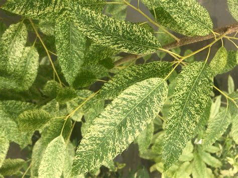 Quercus Variabilis Speckled Extremely Rare Garden Treasures Nursery