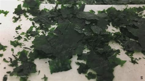 Algae On Your Plate Hackaday