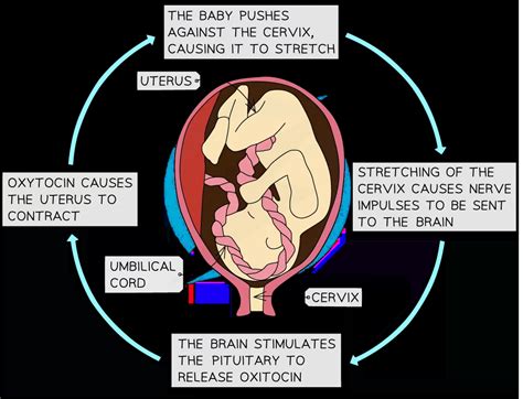 Oxytocin Feedback Loop Diagram