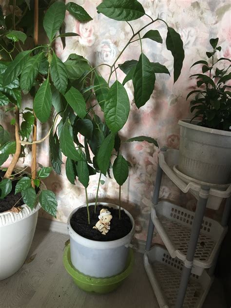 Авокадо Уход и выращивание в домашних условиях Как вырастить авокадо из косточки