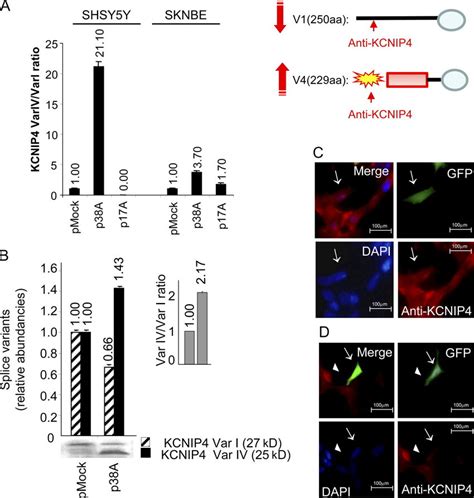 Ncrna Induced Alternative Splicing Analysis A Real Time Rt Pcr Download Scientific Diagram