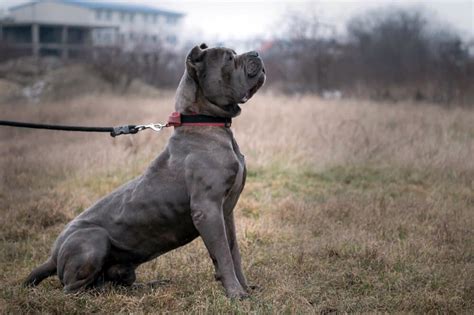 Американский бандог (American bandog): все о породе собаки, фото ...