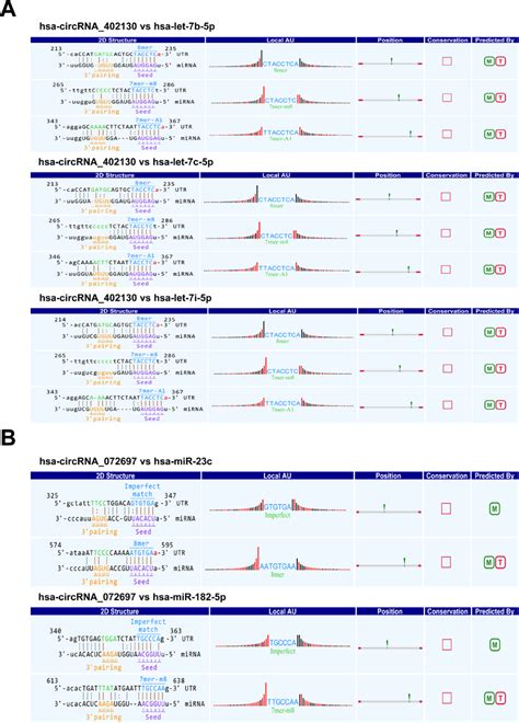 Prediction Of Circrna Mirna Interactions By Arraystars Homemade Mirna