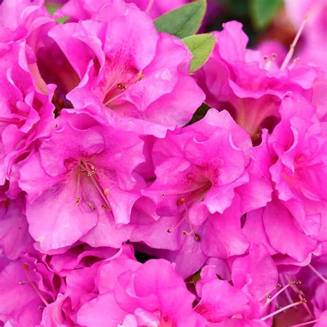 Rhododendron Perfecto Mundo® Double Purple Azalea Jackson And Perkins
