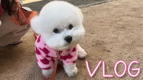 구름vlog 비숑의 별거없는 일상 Youtube