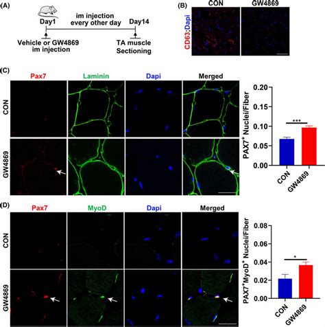Blockage Of Sev Generation In Atrophic Muscle By Gw4869 Promoted Scs Download Scientific