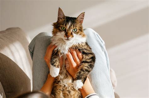 Maine Coon Cat Breed Information And Characteristics Fresh Cat Food