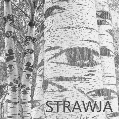 Flow Strawja Expande Fronteiras Com Uma Nova Experiência Sonora