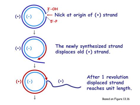 PPT DNA Replication PowerPoint Presentation Free Download ID