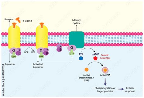 G Protein Coupled Receptor Structure Of A G Protein Coupled Receptor Gpcr Cell Membrane