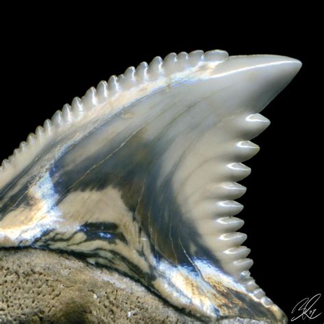 Snaggletooth Shark Tooth Hemipristis Serra White Tiger Velvet Rag