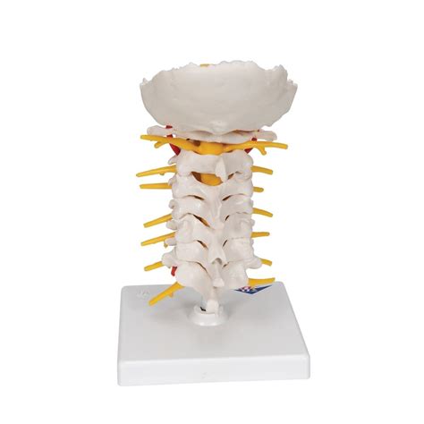 Cervical Spinal Column Model