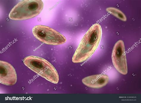 Toxoplasmosis Gondii