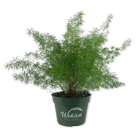 Fox Tail Fern Plant 3 Live Indooroutdoor Plants Asparagus