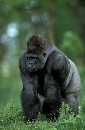 Eastern Lowland Gorilla Gorilla Gorilla Graueri Silverback Male Stock