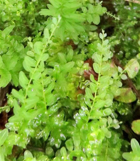 How To Grow Asplenium Rhizophyllum Earthone