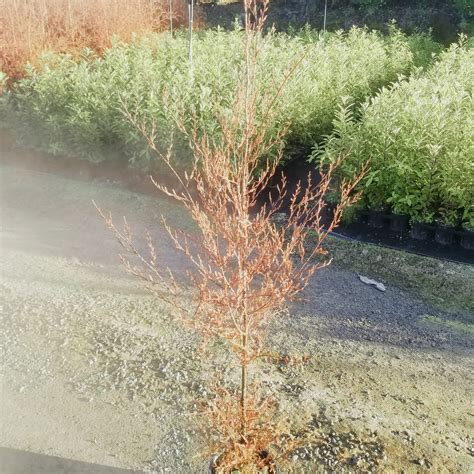 Metrosideros Excelsa Aurea — Naturally Native New Zealand Plants 2013 Ltd