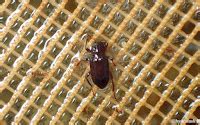 しみじみ牙蟲 ヒメドロムシ科 Elmidae