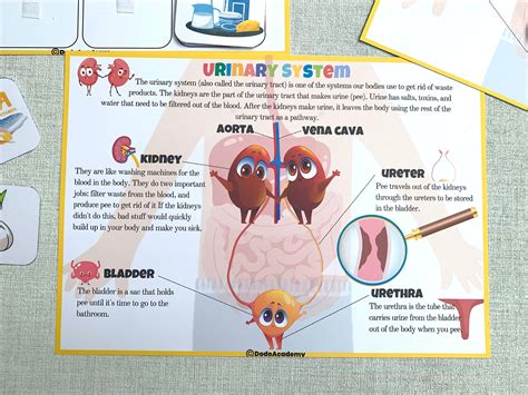 Urinary System Learning Activity Human Anatomy Busy Book Montessori Material Preschool