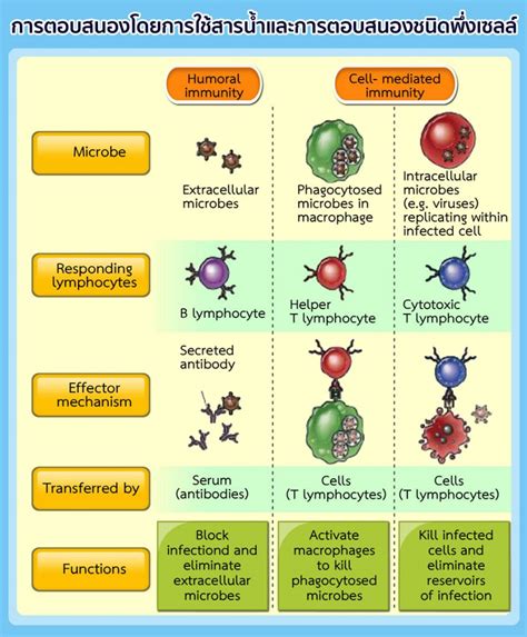 1 5 การตอบสนองโดยการใช้สารน้ำและการตอบสนองชนิดพึ่งเซลล์ Guru Vaccine