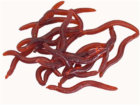 Live Bait Worms