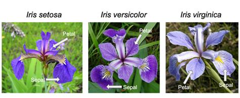 Flower Classification With Tensorflowjs Iris Dataset By Siso