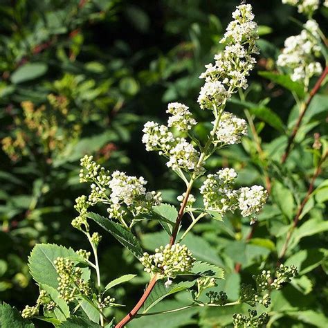 Meadowsweet Spiraea Alba Servescape