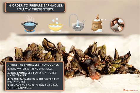 Can You Eat Barnacles And How To Prepare Them