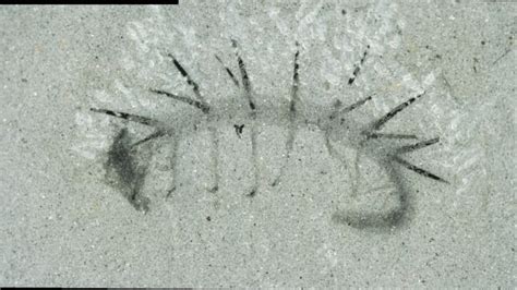 Hallucigenia Was A Spiky Worm With Neck Tentacles Ring Of Teeth Cbc News