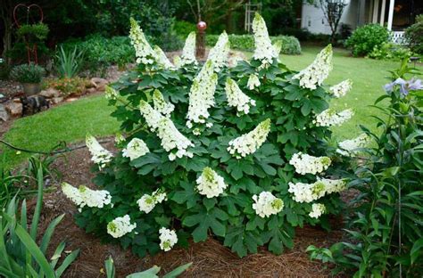 Dwarf Oakleaf Hydrangea Ruby Slippers