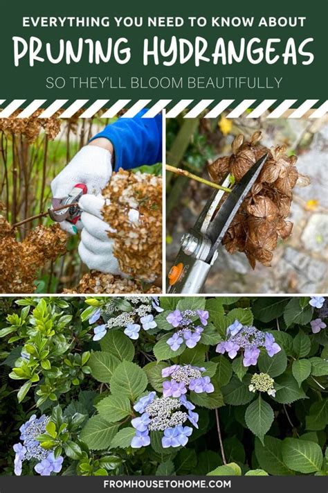 Pruning Hydrangeas The Ultimate Guide Artofit