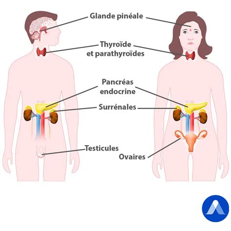 Anatomie Du Système Endocrinien Humain