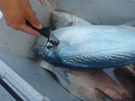 Tuna Sport Bait Or A Table Fish Fish Boat Magazine