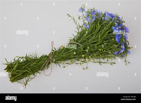 Bouquet Of Blue Flax Flowers Isolated On White Background Bouquet Of